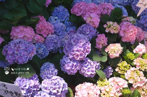 수국 색깔 꽃말 모음 파란 핑크 보라색 네이버 블로그