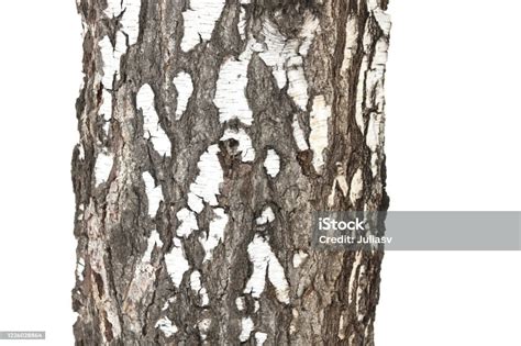 흰색 배경에 고립 된 흰색 자작 나무 껍질에 검은 자작 나무 줄무늬가있는 자작 나무 껍질 패턴 0명에 대한 스톡 사진 및 기타 이미지 Istock