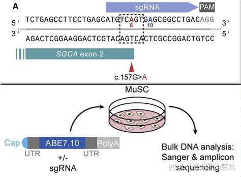 细胞移植，基因编辑，mrna技术，探索治愈肌肉营养不良症 知乎