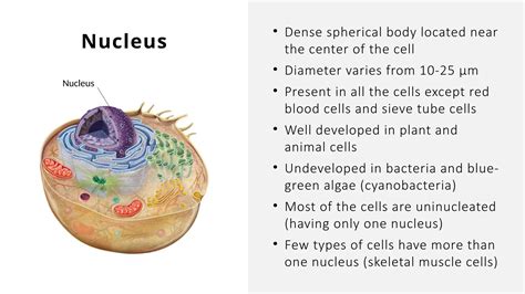 Cell Structure And Function GRADE 7 Biology Pptx