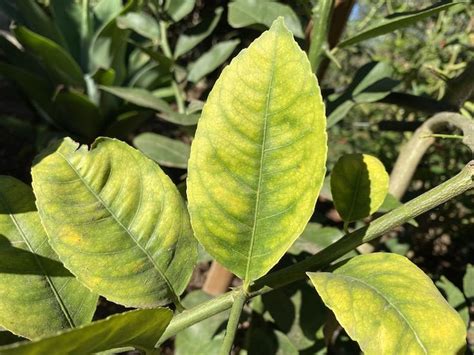6 Reasons Citrus Trees Get White Leaves And How To Fix It Couch To