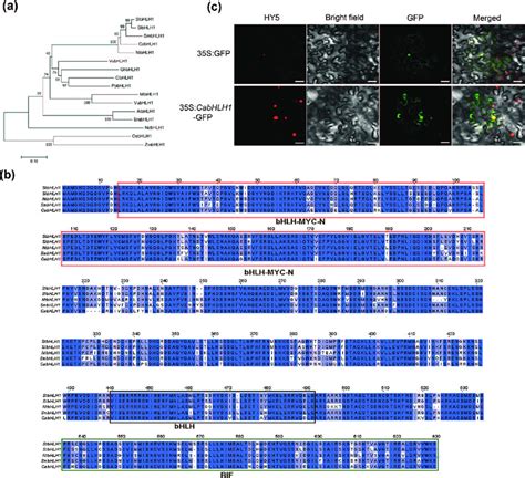 Characterization And Subcellular Localization Of Cabhlh1 A Download Scientific Diagram