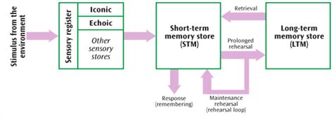 Memory Multi Store Model Msm Atkinson And Shiffrin 1968 1971 Diagram Quizlet