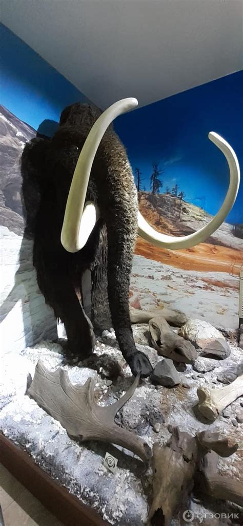 Отзыв о Новокузнецкий краеведческий музей Россия Новокузнецк Один из крупных в области и