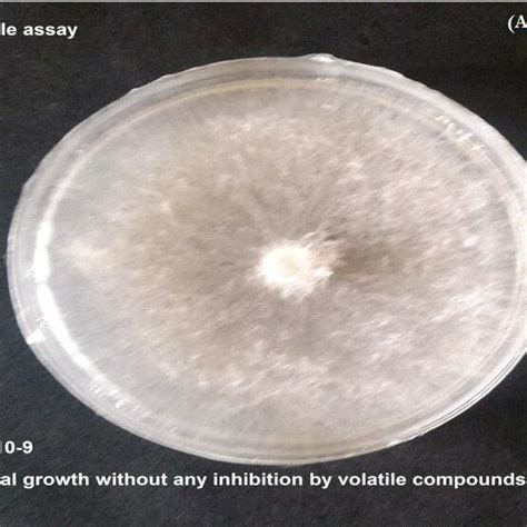 Dual Culture Assay A B C And D Showed Examples Of Inhibition Zone