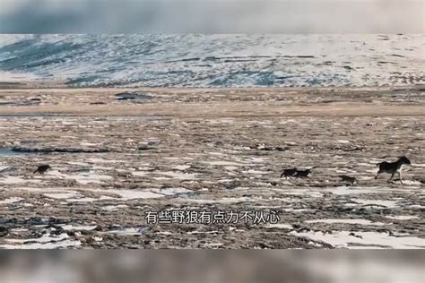 野狼群围攻藏野驴，藏野驴生死大逃亡，但却功亏一篑！