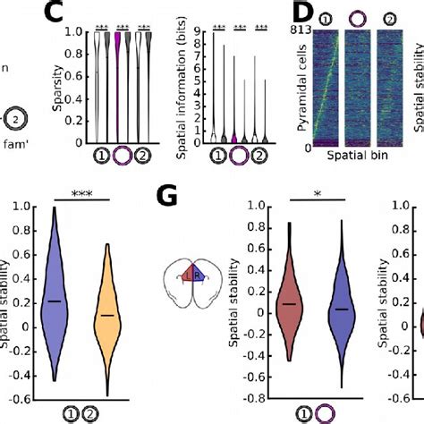 Multiple Topographical Gradients Of Spatial Pattern Reactivation During