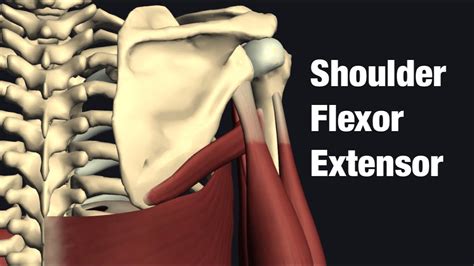 Muscles Of Shoulder Flexors And Extensors Youtube