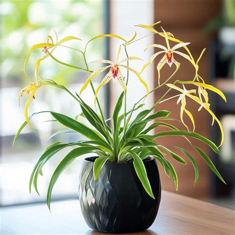 10 Best Exotic Orchid Varieties To Grow Indoors