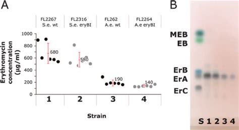 Analysis Of Erythromycin Production By Erybi Mutants Of S Erythraea