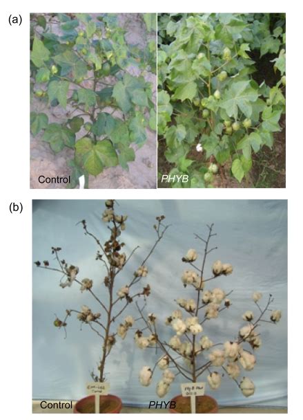 Overexpression Of The Phytochrome B Gene From Arabidopsis Thaliana