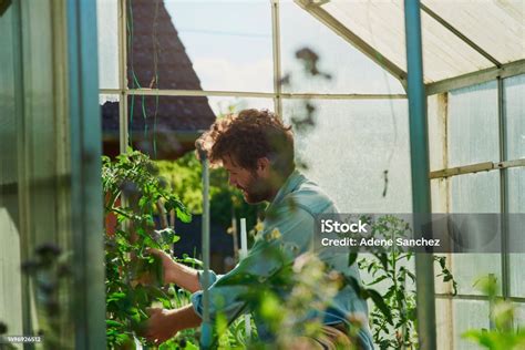 온실 정원 가꾸기 소규모 유기농 사업을 위한 식물 성장 및 농업 분야에서 일하는 사람 선 식물 지속가능성 작업자가 농산물 직거래