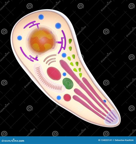 Toxoplasma Gondii Structure Cartoon Vector 95762593