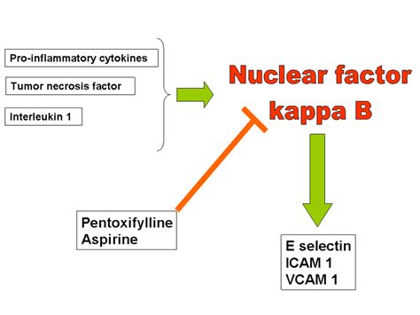 Transcription Factor Nuclear Factor Kb Nf Kappa B Controls Gene