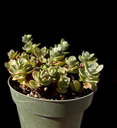 Sedum Sunsparkler “firecracker”