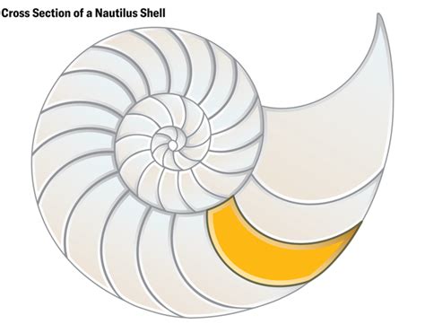 Mathematicians Discover A New Kind Of Shape Thats All Over Nature Scientific American