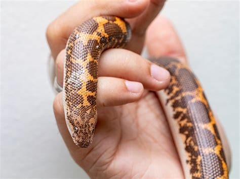 Arabian Sand Boa Care Diet Setup Facts Reptile Craze