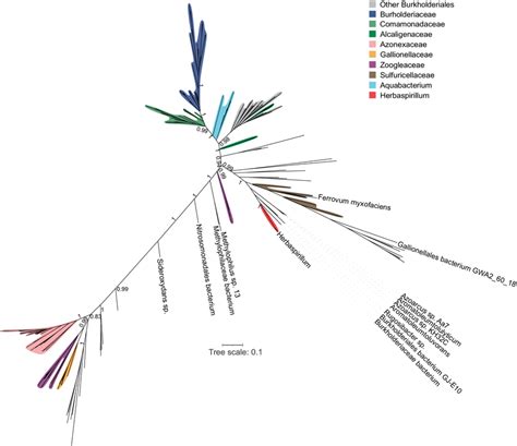 unrooted maximum likelihood phylogenetic tree of nifhdkenb concatenated