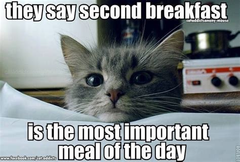 Second Breakfast M Love The Look On The Cats Face Lol Cats