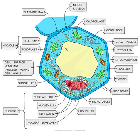 CIE A Level Biology复习笔记1 2 2 Animal Plant Cells 翰林国际教育