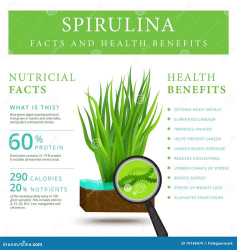 Set Of Spirulina Algae Infographics Banner Arthrospira Seaweed Stock