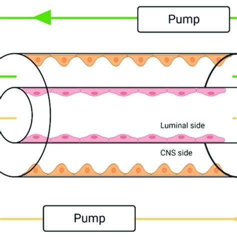 Transwell Apparatus Created With Accessed On 22 Download Scientific Diagram