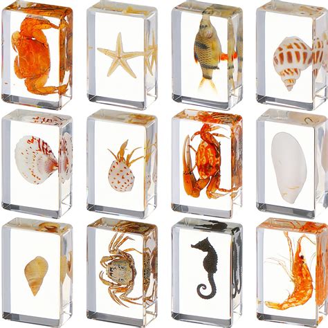 Insect In Resin Specimen Bugs Collection Paperweights Arachnid Resin Specimen Insect Specimen