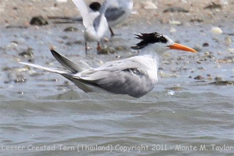 Lesser Crested Tern