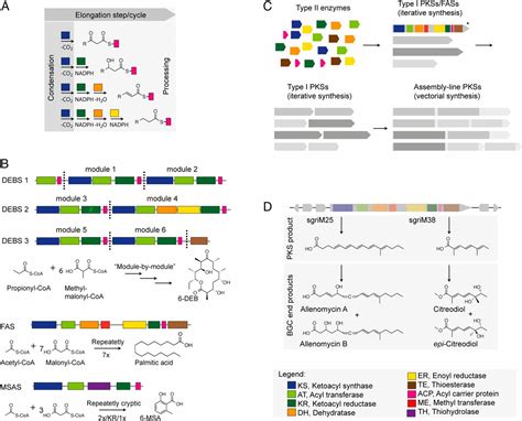 The Role Of The Iterative Modules In Polyketide Synthase Evolution Pnas