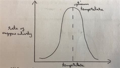 The Effect Of Temperature On Enzyme Activity Flashcards Quizlet
