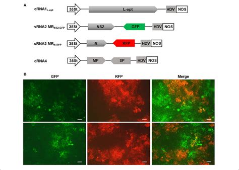 A Four Component System Capable Of Autonomous Replication And Download Scientific Diagram