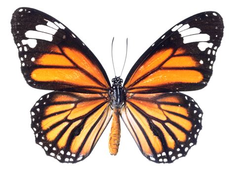 The Meaning And Symbolism Of The Word Butterfly