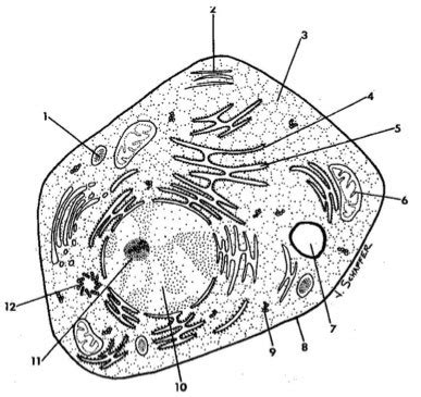 The Cell Body Diagram Quizlet