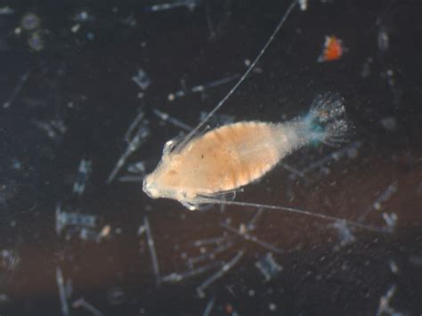 Can Anyone Help Me To Identify This Female Calanoid Copepod
