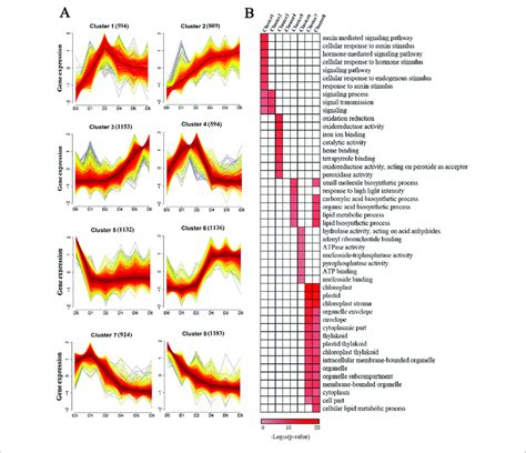 cluster analysis and gene ontology functional categorization of the