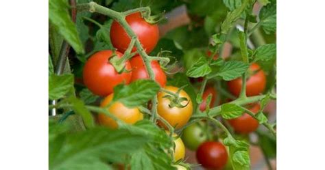 Как по дълго да съхраня доматите Български Фермер