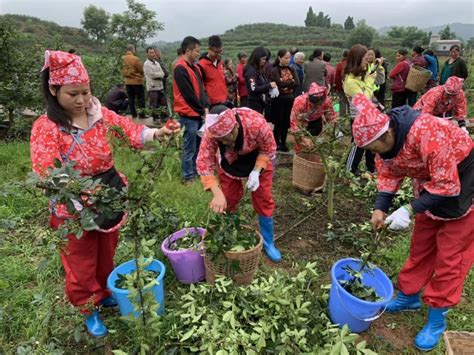 花椒采摘 比较好 第4页 大山谷图库
