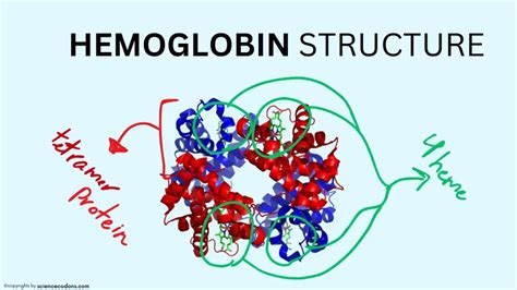 Difference Between Myoglobin And Hemoglobin [complete Guide]