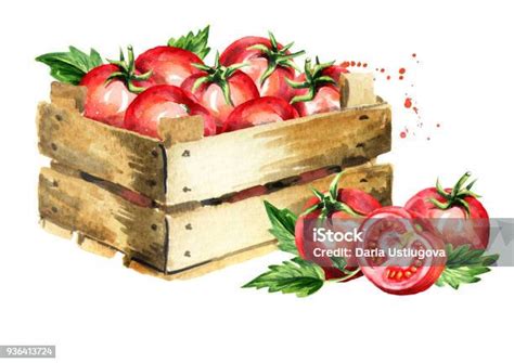 잘 익은 빨간 토마토와 함께 상자 흰색 배경에 고립 수채화 손으로 그린 그림 토마토 채소에 대한 스톡 벡터 아트 및 기타 이미지 토마토 채소 건강한 생활방식 건강한