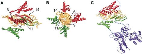 A C Model For Sirna Binding And Activation Of Pkr 21 22 53 The Download Scientific Diagram