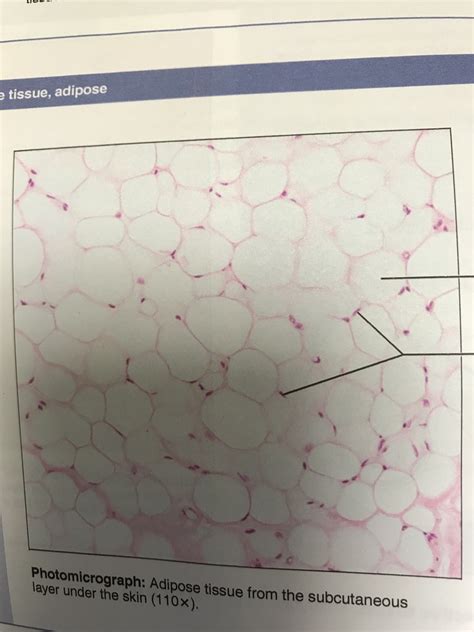 Adipose Tissue Diagram Quizlet