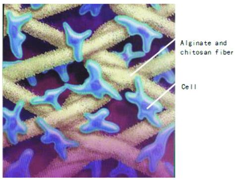 Chitosan And Alginate Fibers And Their Applications In Tissue Engineering Download Scientific