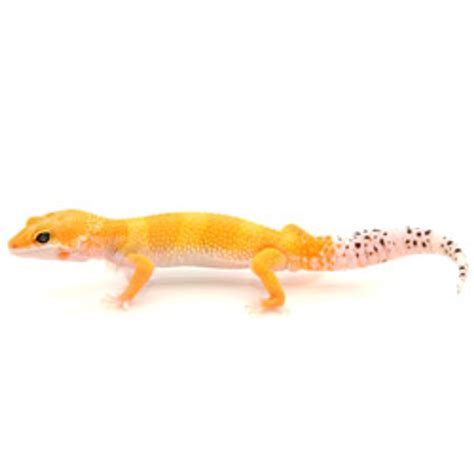 Leopard Geckos High Color Leopard Gecko From