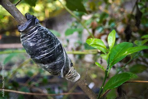 The Process Of Vegetative Propagation Using The Air Layering Method On Fruit Plants In The