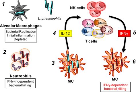 An Innate Immune Network In The Acute Response To A Bacterial Lung