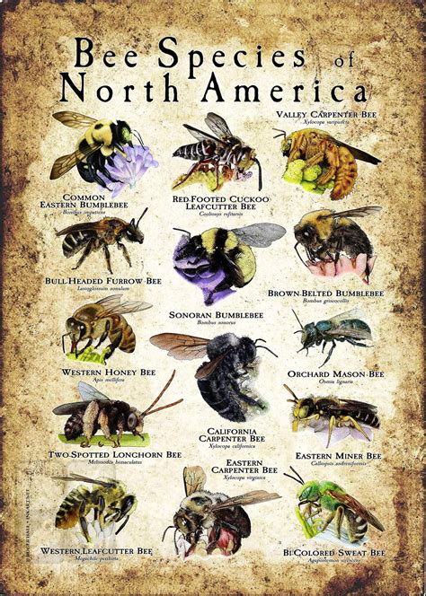 Bee Species Of North America Poster Print Signed By Artist Etsy