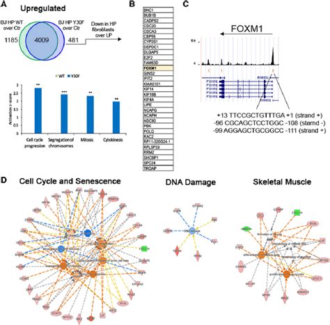 Myody30f Specific Modulation Of Gene Expression In Hp Fibroblasts A