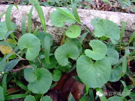吃过雷公根吗？原来就是这种 野草”，而且益处多多
