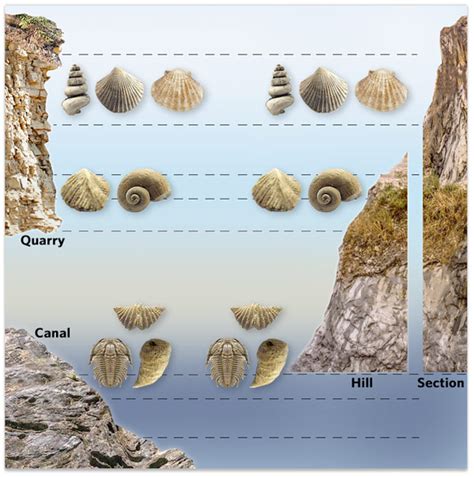 Principle Of Faunal Succession