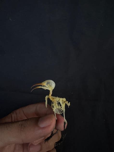 Real Taxidermy Colibri Bird Skeleton Etsy
